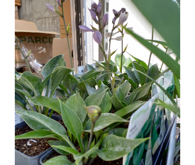 HOSTA BULLETPROOF - Horticash - ref 653727