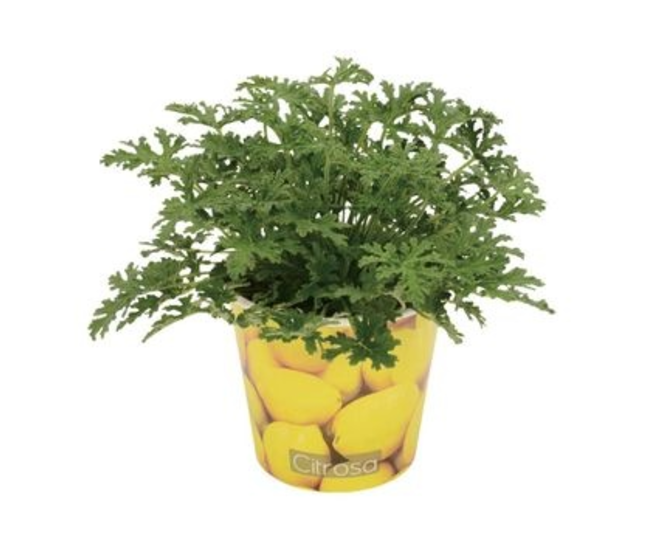 GERANIUM ODORANT CITRON - Horticash - ref 660304