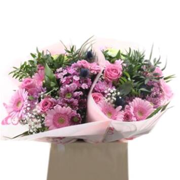 ROSE BRIGITTE BARDOT X5 - Horticash - ref 658409