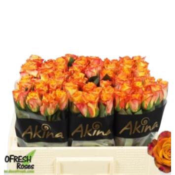 ROSE BRIGITTE BARDOT X5 - Horticash - ref 658409