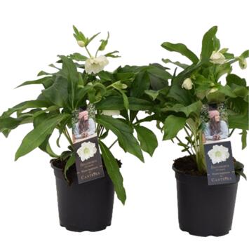 HELLEBORE VALERIA - Horticash - ref 638376