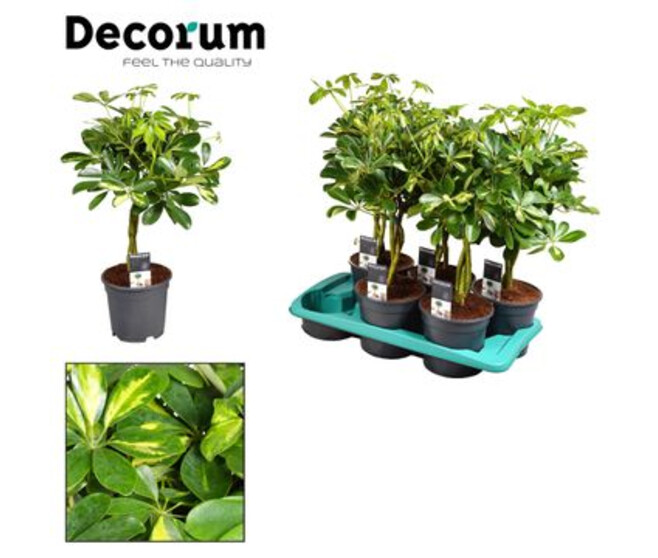SCHEFFLERA GOLD CAPELLA TRESSE - Horticash - ref 582933