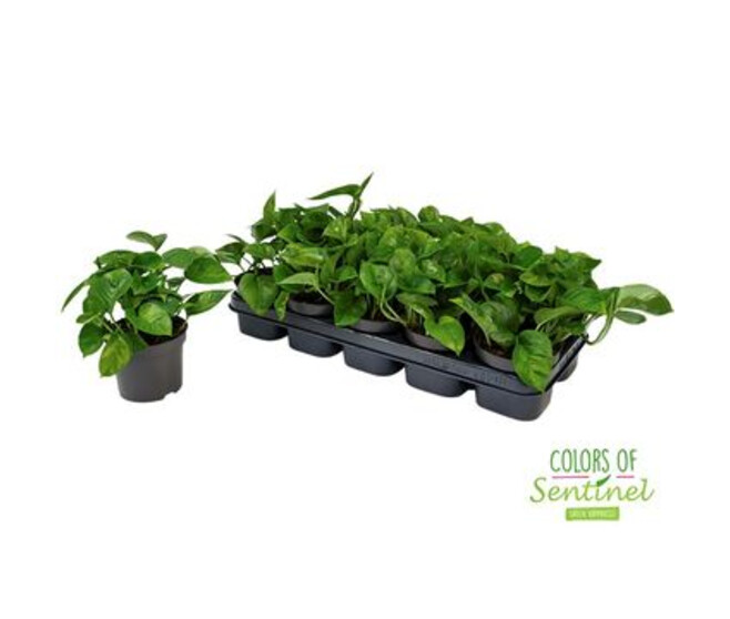 SCINDAPSUS GLOBAL GREEN - Horticash - ref 645270