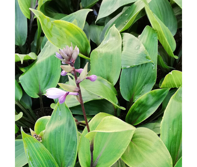 HOSTA PURPLE HEART - Horticash - ref 646155