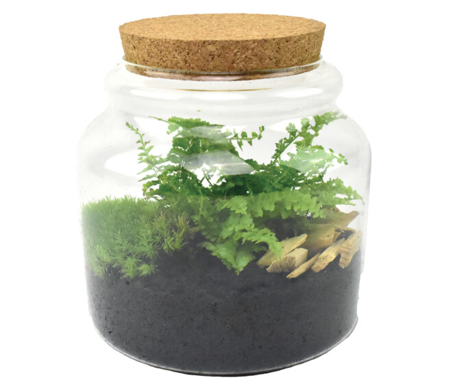 TERRARIUM MANOURIA 20 - Horticash - ref 649166