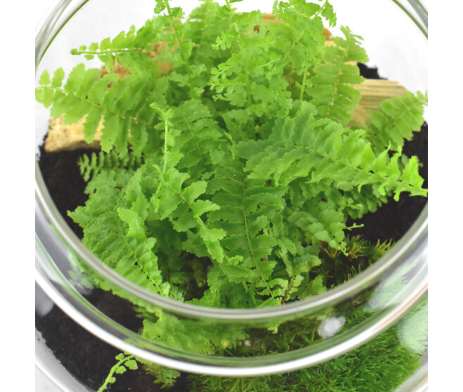TERRARIUM MANOURIA 20 - Horticash - ref 649166