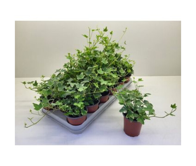 HEDERA ESTHER - Horticash - ref 652407