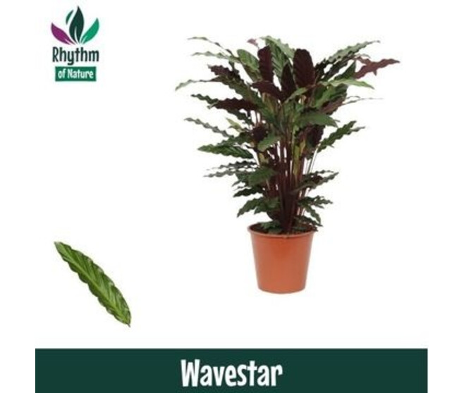 CALATHEA WAVESTAR - Horticash - ref 659419