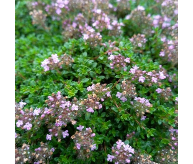 THYM SERPOLET ROUGE BQ10 - Horticash - ref 661692