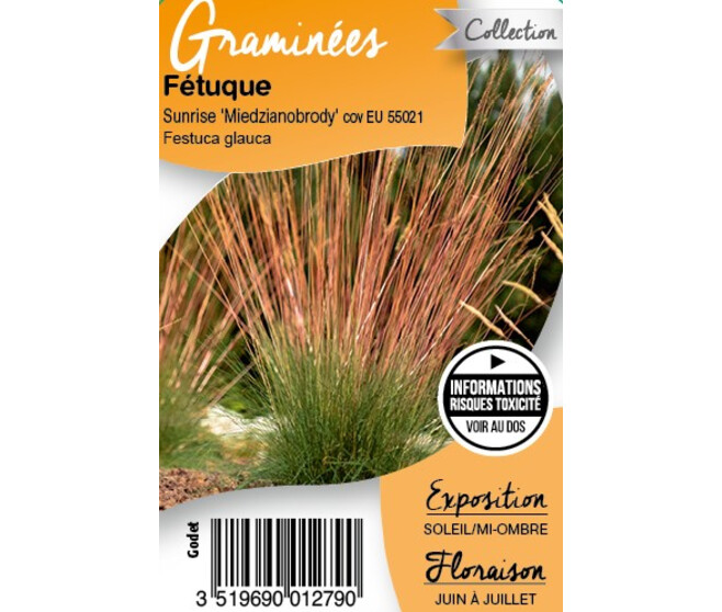 FESTUCA GLAUCA SUNRISE BQ10 - Horticash - ref 662196