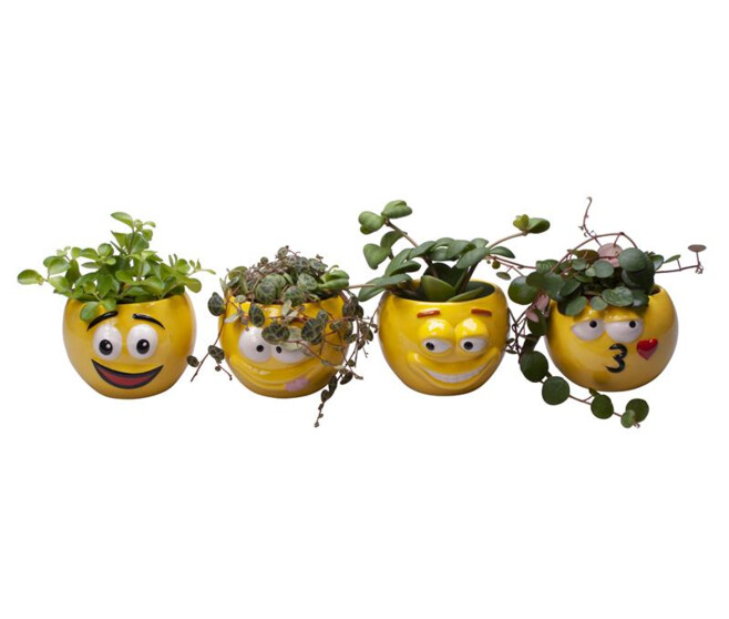 PLANTE VERTE CERAM SMILEY - Horticash - ref 666712