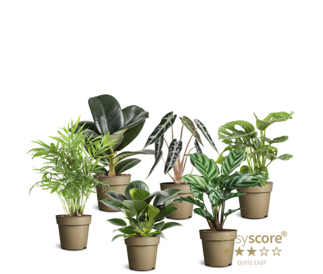 PLANTE VERTE VARIEE - Horticash - ref 667886