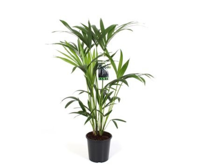 KENTIA FORSTERIANA - Horticash - ref 668950