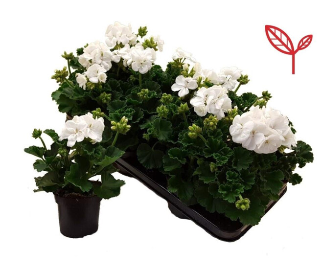 GERANIUM ZONAL BLANC - Horticash - ref 597873