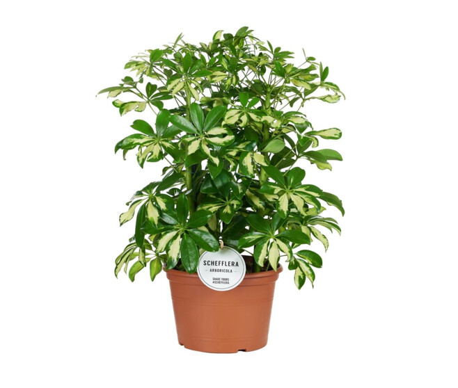 SCHEFFLERA GERDA 3PP - Horticash - ref 615977