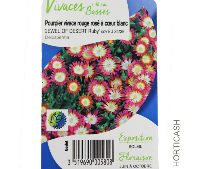 DELOSPERMA JEWEL OF DESERT RUBY - Horticash - ref 610651